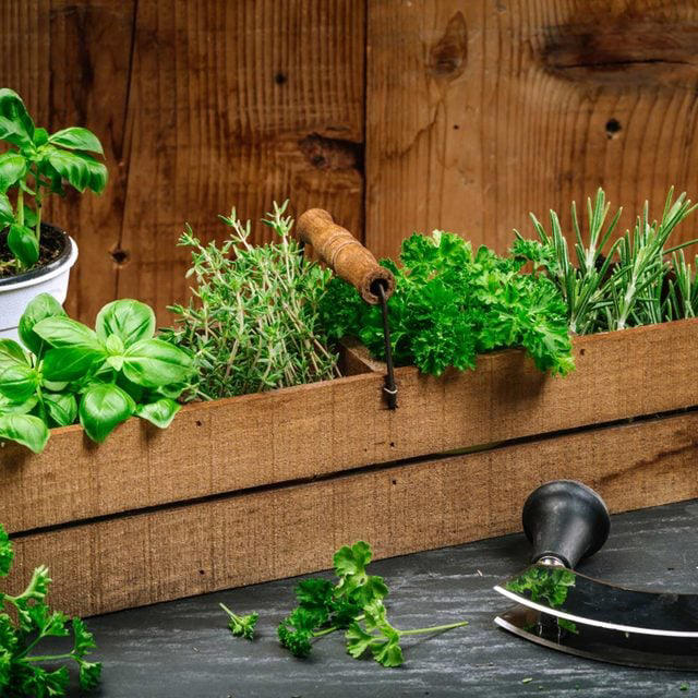 10 Balcony Gardening Tips