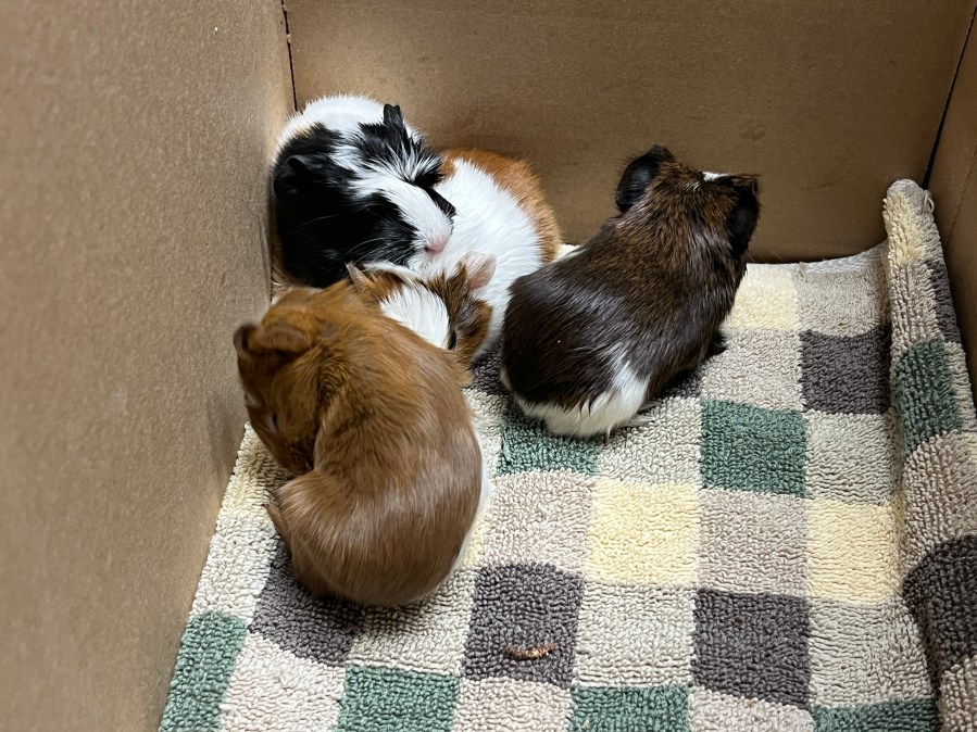 Nearly 100 guinea pigs surrendered by ‘overwhelmed’ pet owner in Escondido