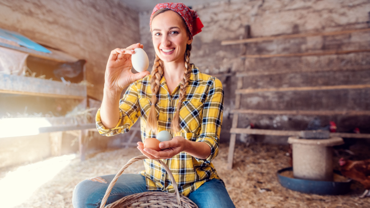 Raising Chickens for Eggs: Budget Win or Wallet Drain?