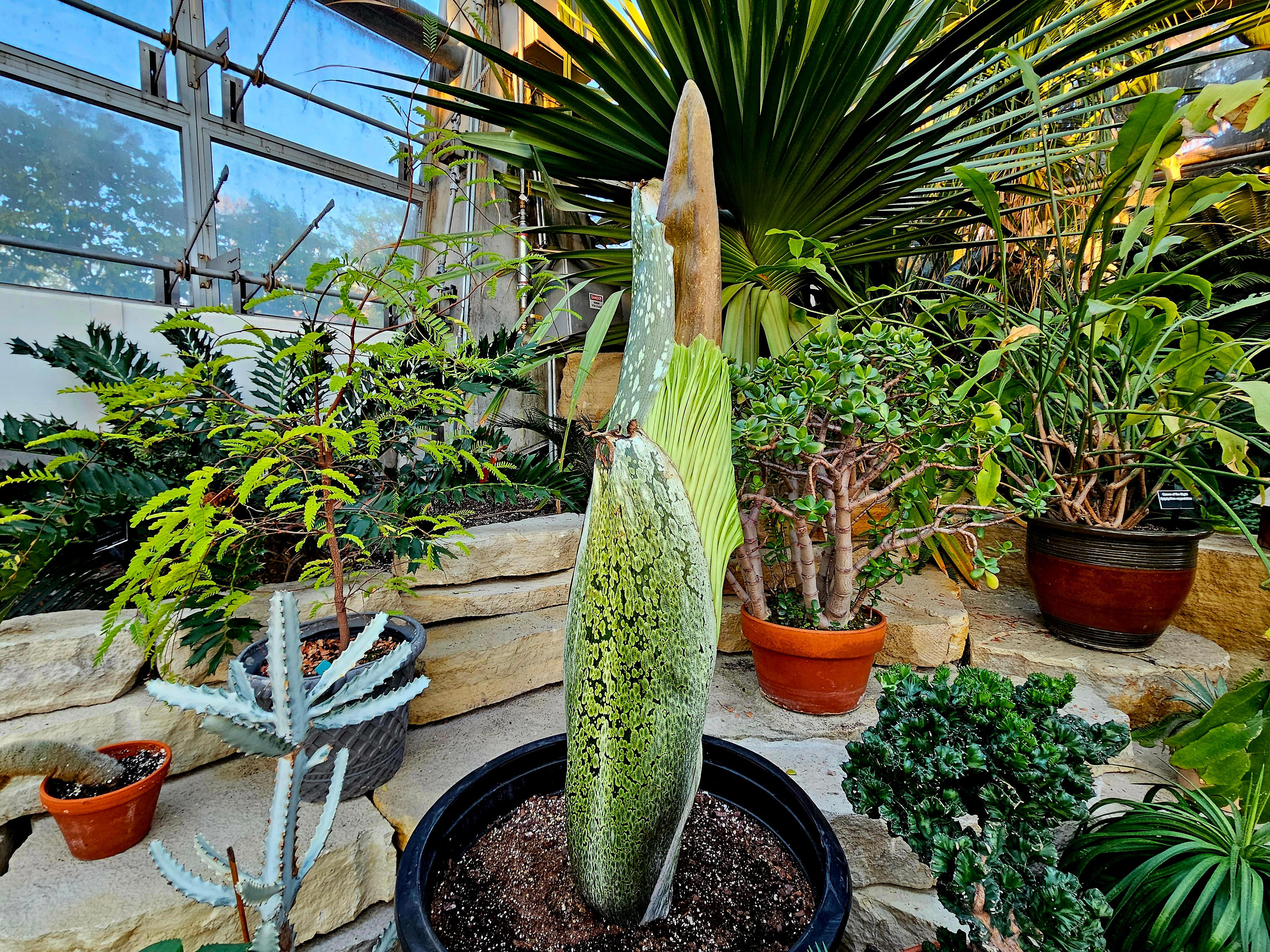Another corpse plant is set to bloom in central Iowa. And yes, it will ...