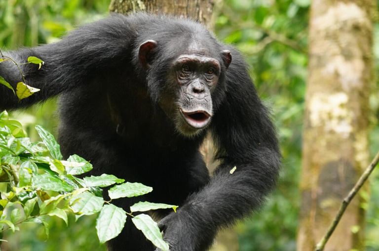 Origins of language: Wild chimps mirror linguistic structures in human ...