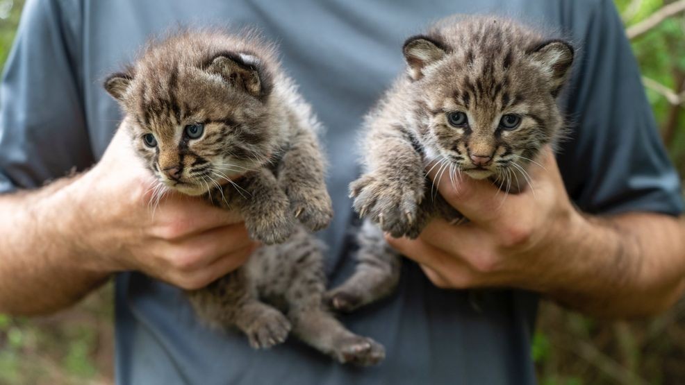 First bobcat den of the year discovered near Seabrook Town Hall