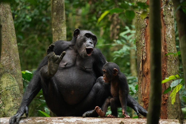 Origins of language: Wild chimps mirror linguistic structures in human ...