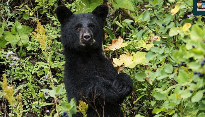 DNA, necropsy identifies bear that killed Collier County man