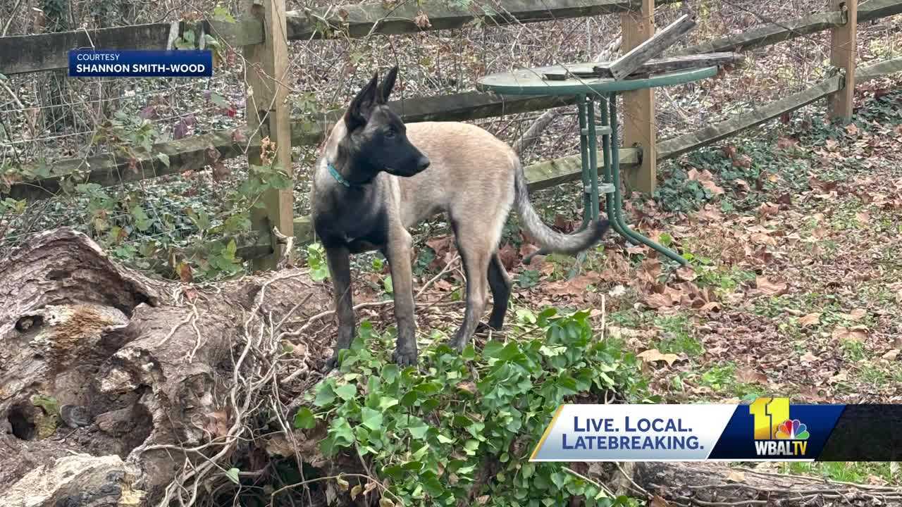 Charging docs: Man accused of shooting dog thought it was a coyote