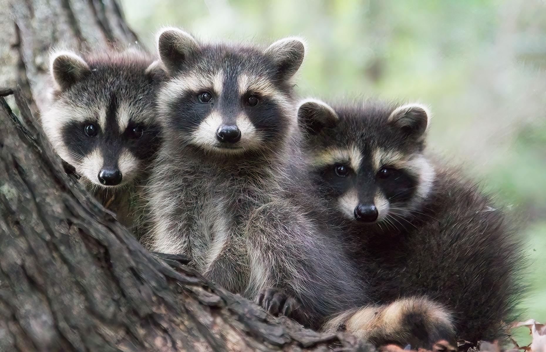 Cute and cuddly animals that are actually DEADLY