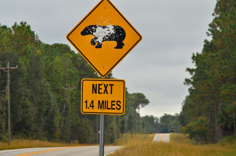 89 year-old’s remains found in bear after deadly attack in Florida