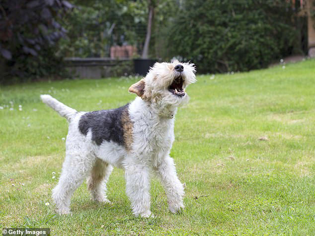 What's your pet saying? AI could help translate animal sounds into words