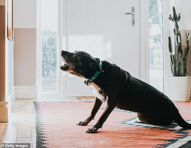 What's your pet saying? AI could help translate animal sounds into words