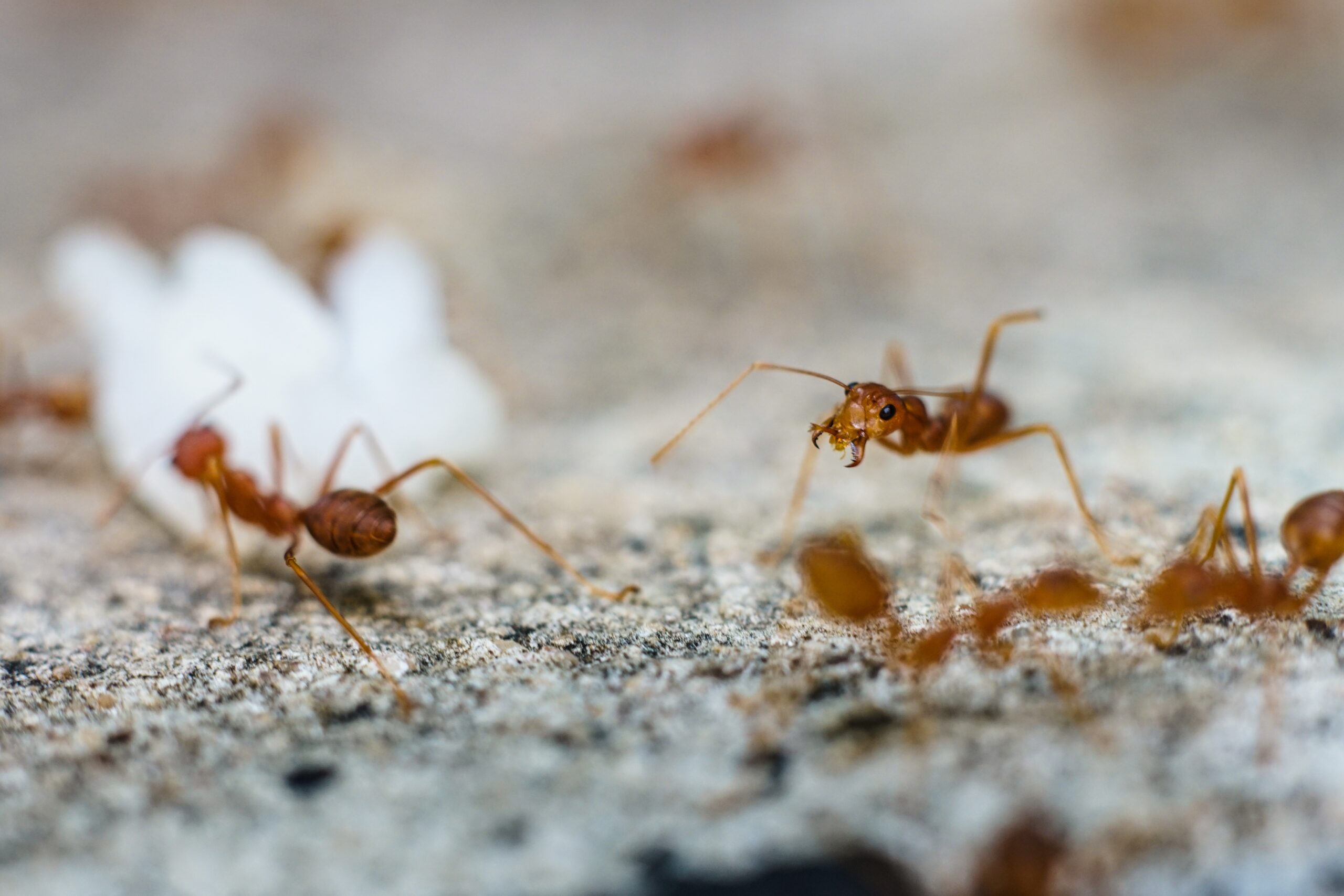Venomous Ants from China Invade 19 U.S. States – Is Your Town Next?