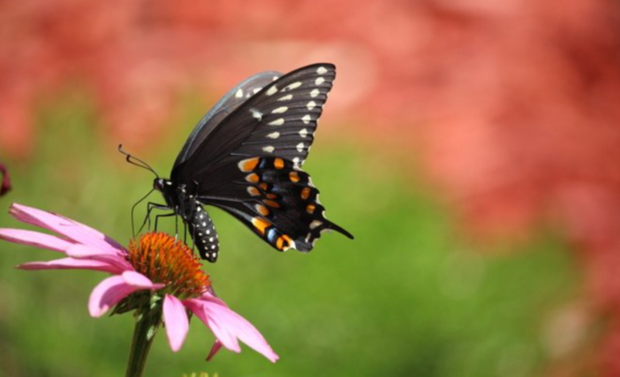 Canada's MVPs (Most Valuable Pollinators)