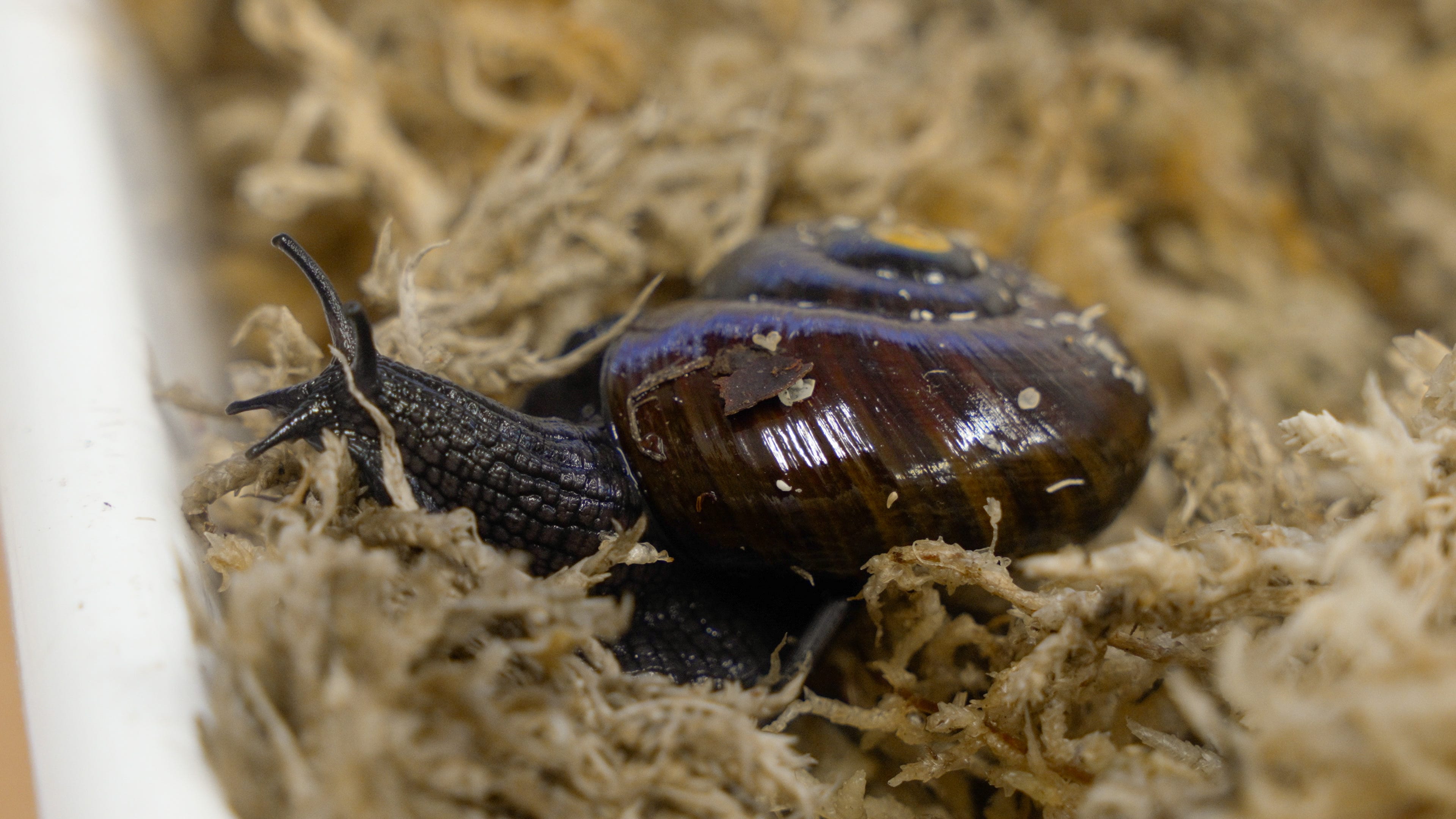 Rare New Zealand snail recorded for first time laying an egg from its neck
