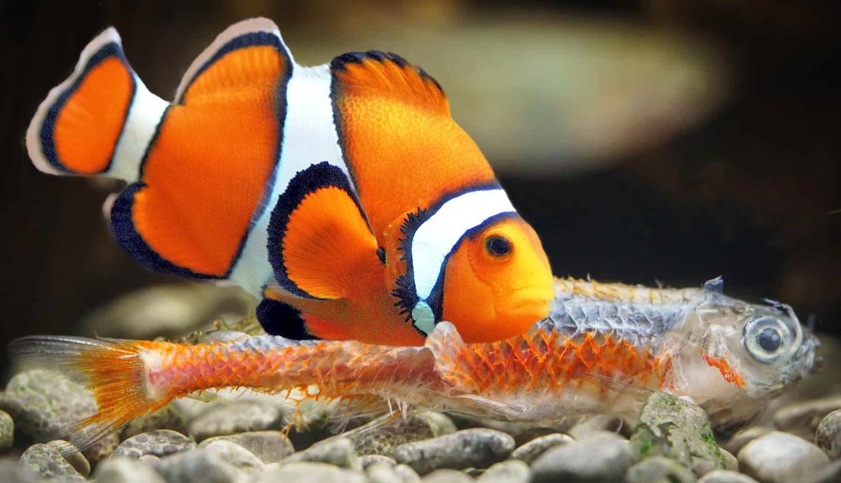 Do Fish Mourn? What Science Reveals About Grief in Fish