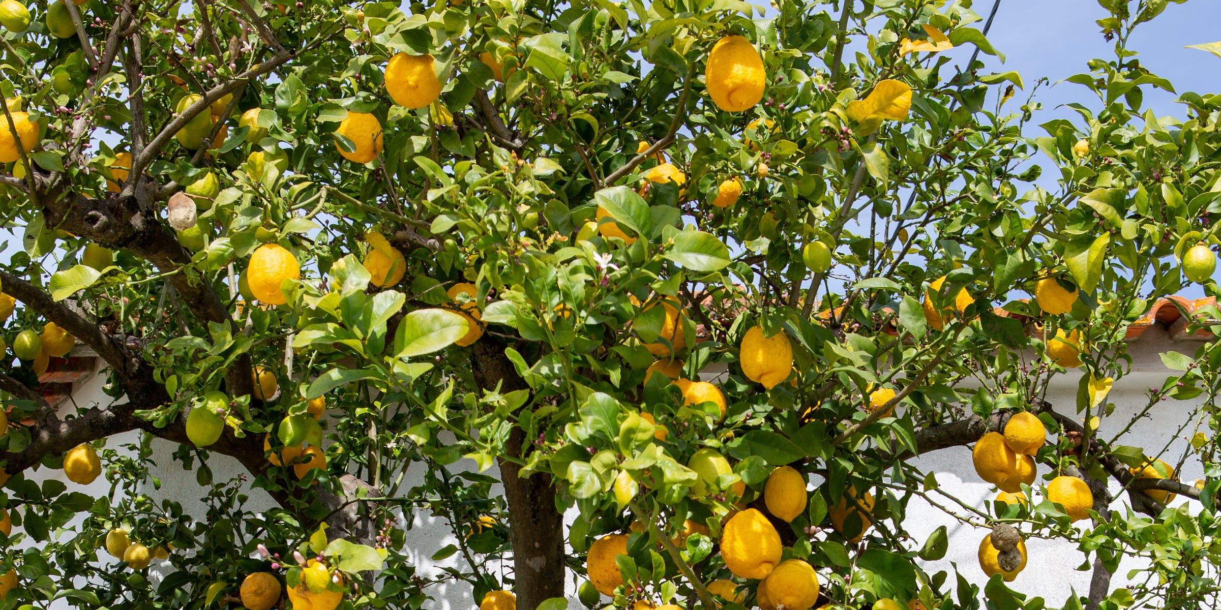 How to Grow Lemon Trees That Actually Bear Fruit, According to Experts