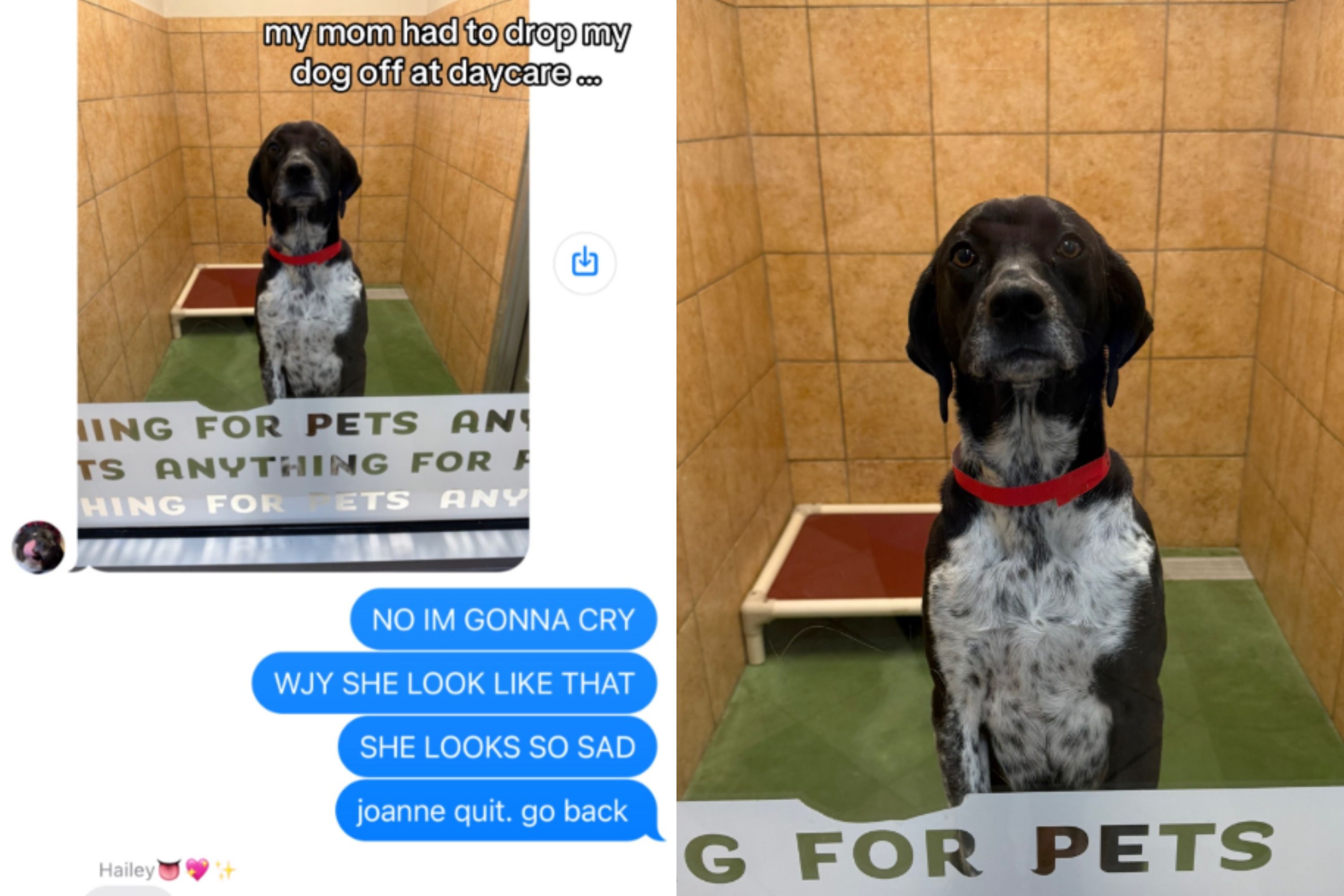 Owner Gets Text From Mom Dropping Dog at Daycare—Immediately Says 'Go Back'