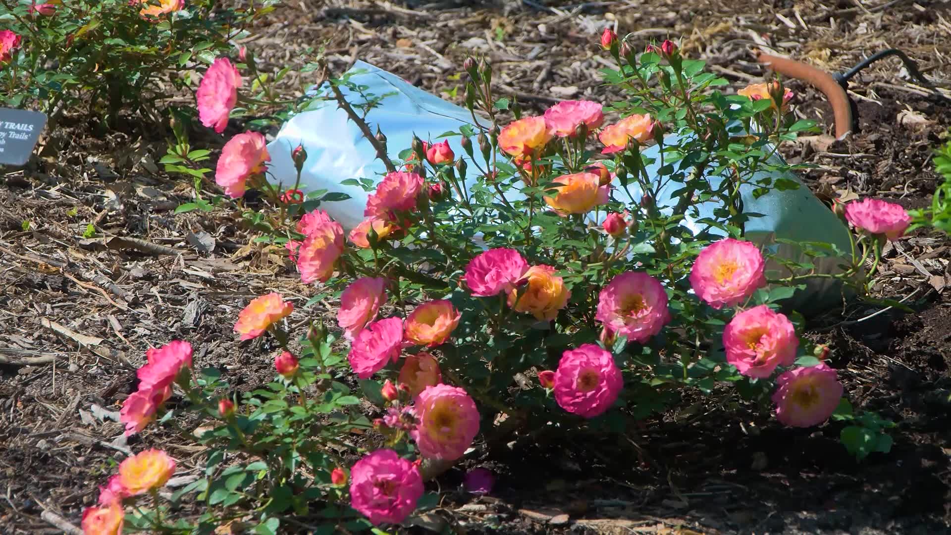 Garden Day at Springfield Botanical Gardens