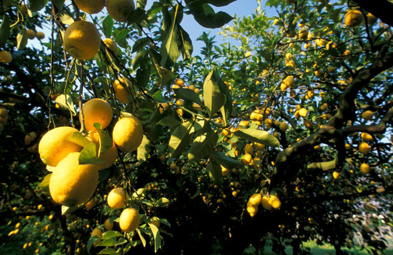 How to Grow Lemon Trees That Actually Bear Fruit, According to Experts