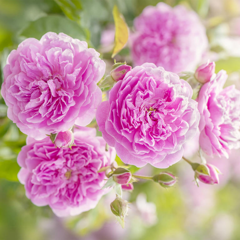 7 Climbing Roses That Bloom All Summer – For Lasting Beauty & Fragrance