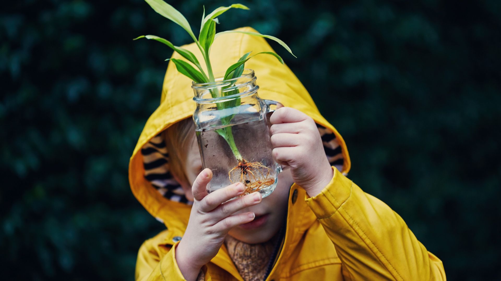 Plants: Facts about our oxygen providers