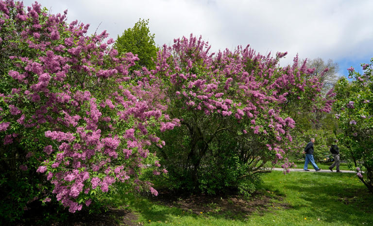 New foods coming to the 2026 Rochester Lilac Festival