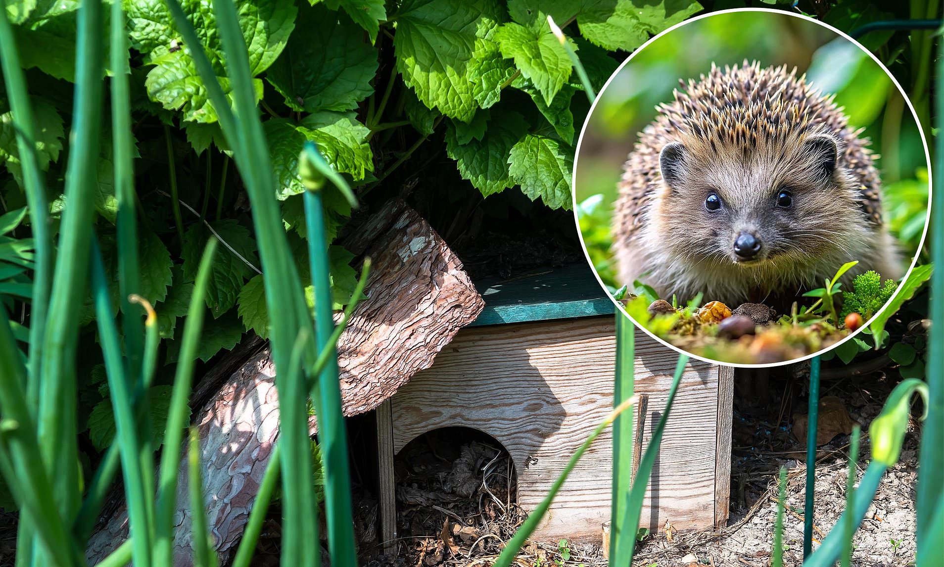 Hedgehog numbers are falling: How to make a home for them in your garden