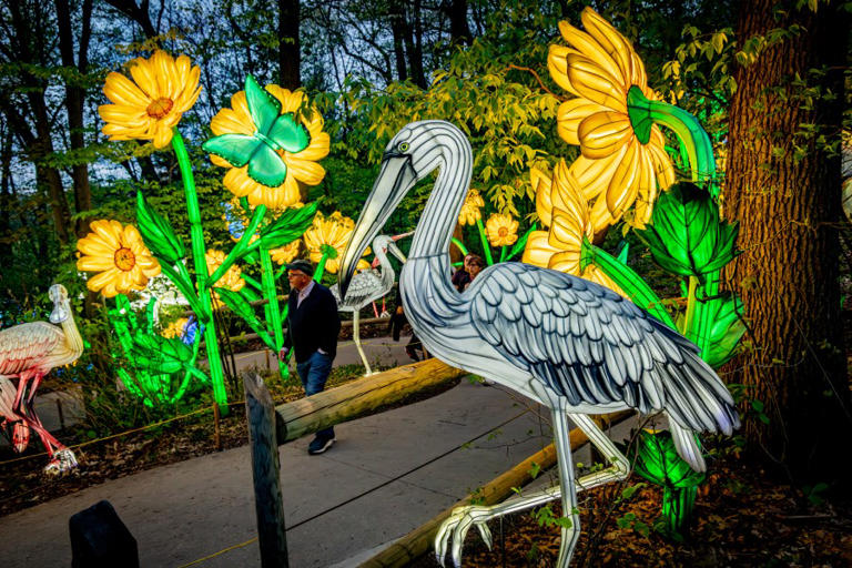 John Ball Zoo announces 2026 Grand Rapids Lantern Festival theme