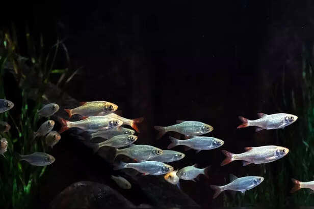 The Best Small Fish to Brighten Your Tank