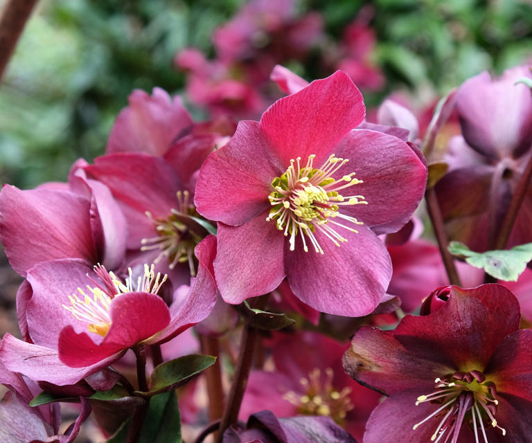 9 underrated evergreens will give your yard a year-round beauty boost ...