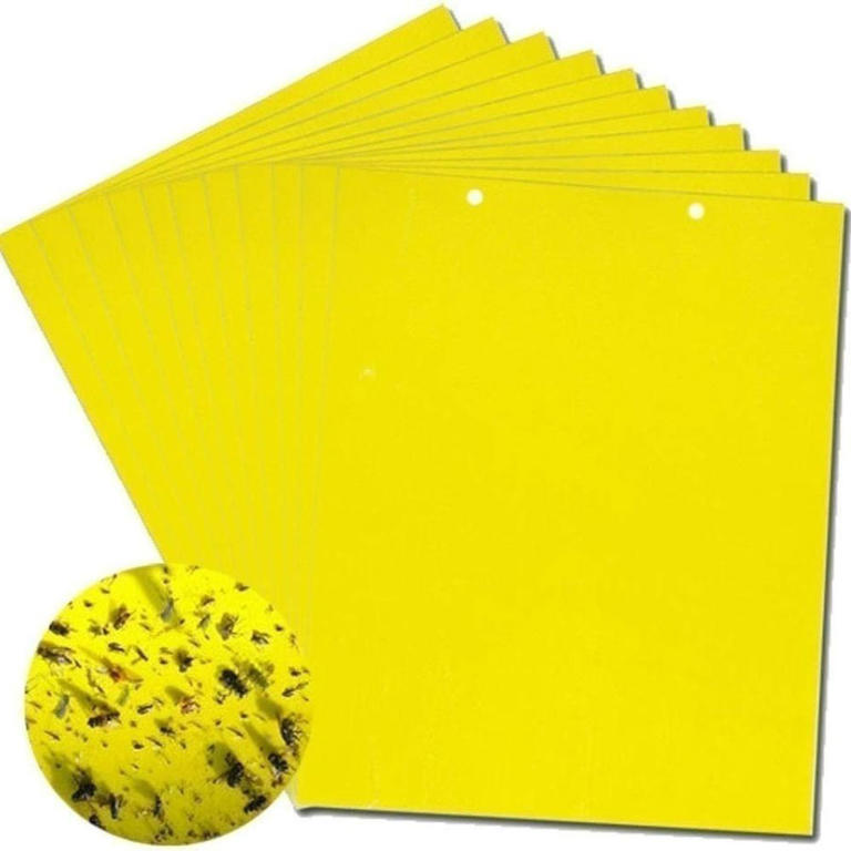 How to get rid of tiny black flies in the house, according to pest ...