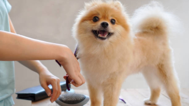 Guide to dog shedding: How to manage hair and groom your pet effectively
