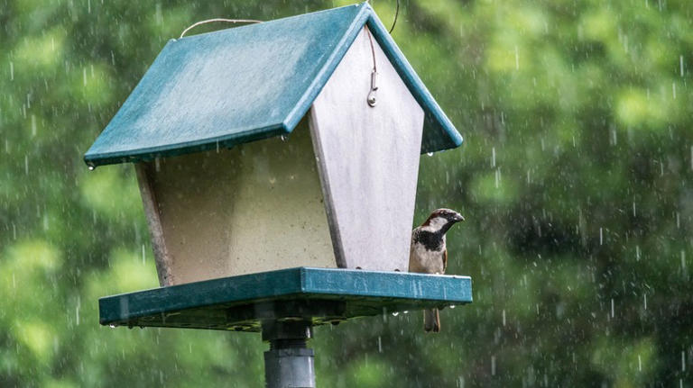Why You Should Add Drainage Holes In Your DIY Birdhouse