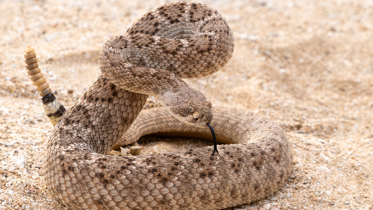 Rattlesnakes are in nearly every state—here are the 4 exceptions