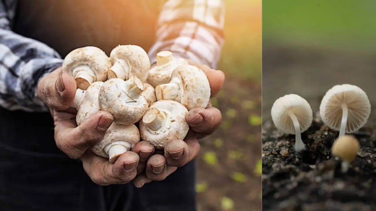 Six People Die After Eating Wild Mushrooms In Meghalaya; All About ...