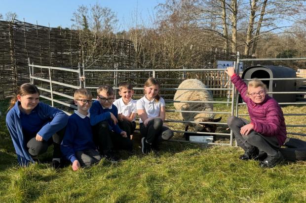 Sussex primary schools host lambs as part of popular scheme