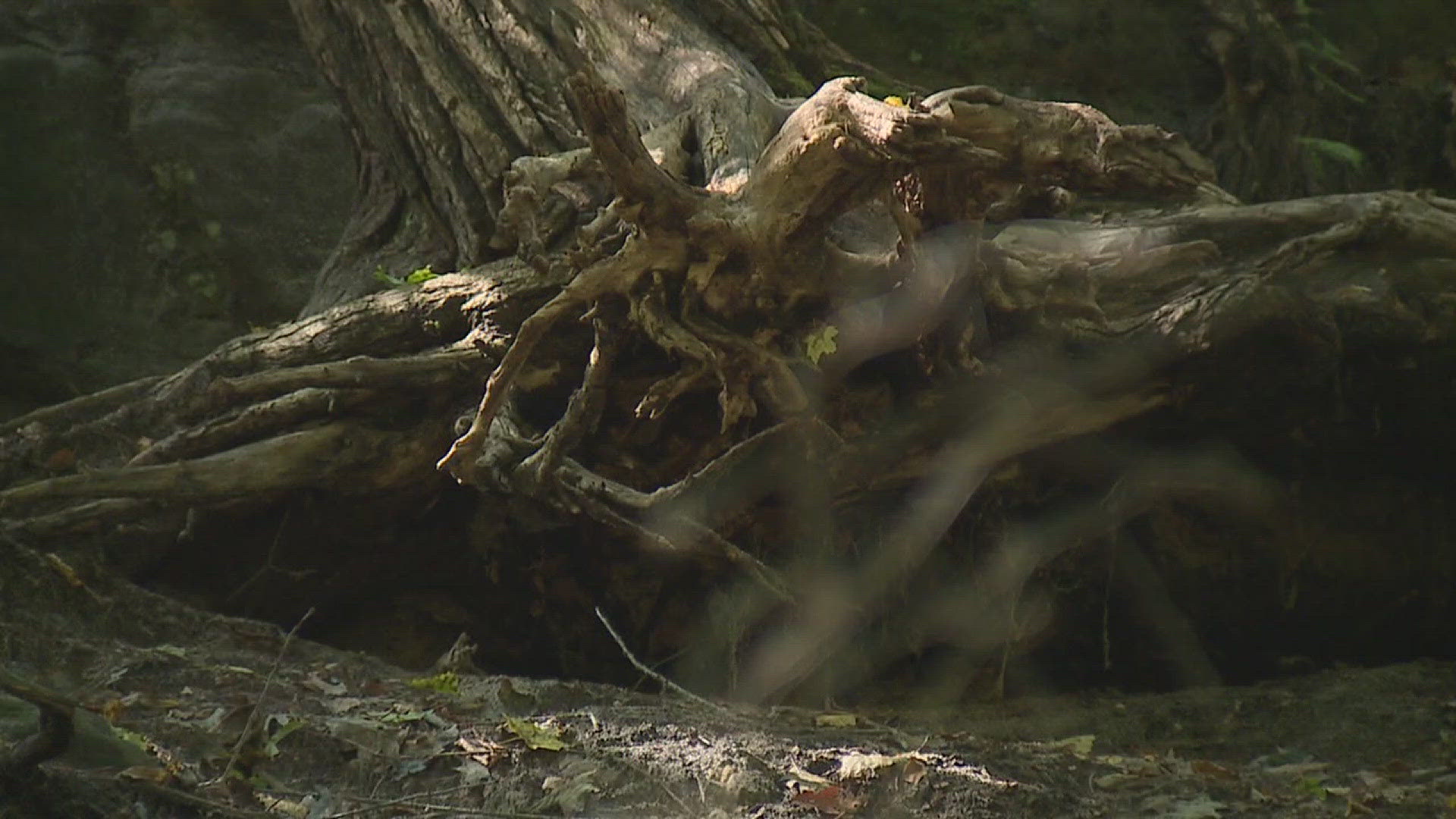 llinois state parks draw highest number of visitors in more than a decade