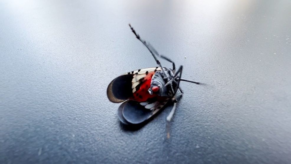 Fight spotted lanternflies: use pesticides, squash bugs, and report ...