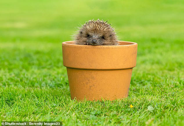 Hedgehog numbers are falling: How to make a home for them in your garden
