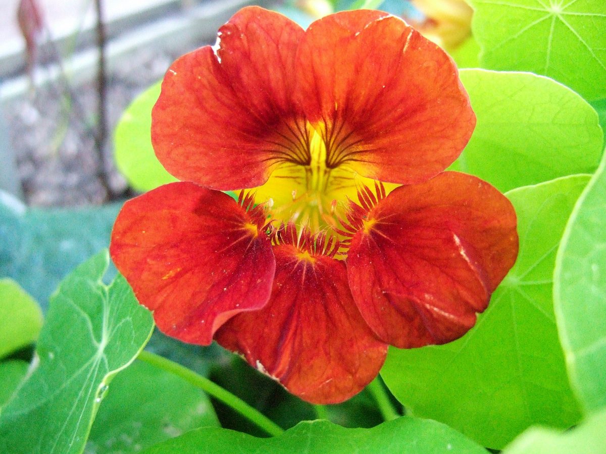 An expert’s guide to adding easy colour to your garden