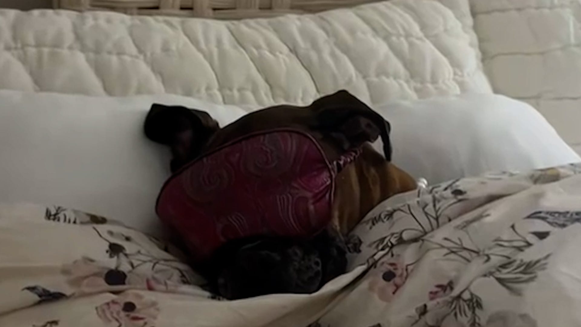 Grandpa tucks Poppy the boxer into bed to make up for taking her spot ...
