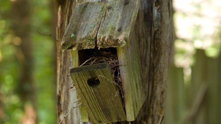 Why You Should Add Drainage Holes In Your DIY Birdhouse