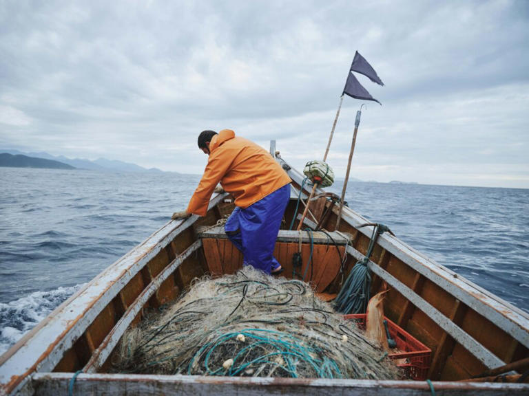 Are Sharks and Rays Using Offshore Wind Farms as Habitats?