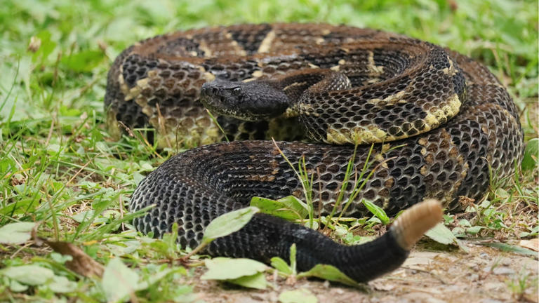 The signs a rattlesnake is nearby that most people miss