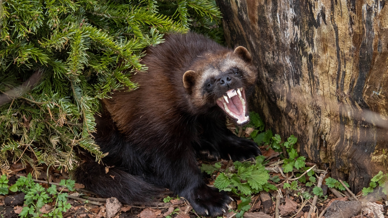 The wild animals most likely to stand their ground instead of running