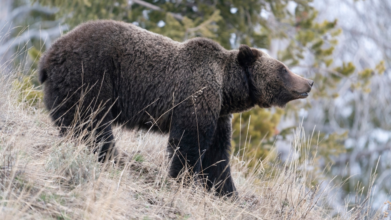 Places Hunters Keep Getting Attacked (But Still Keep Going)