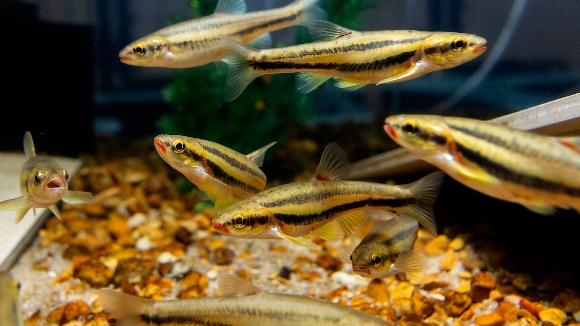 Saving The Laurel Dace: Tennessee Community Unites To Protect A Rare ...