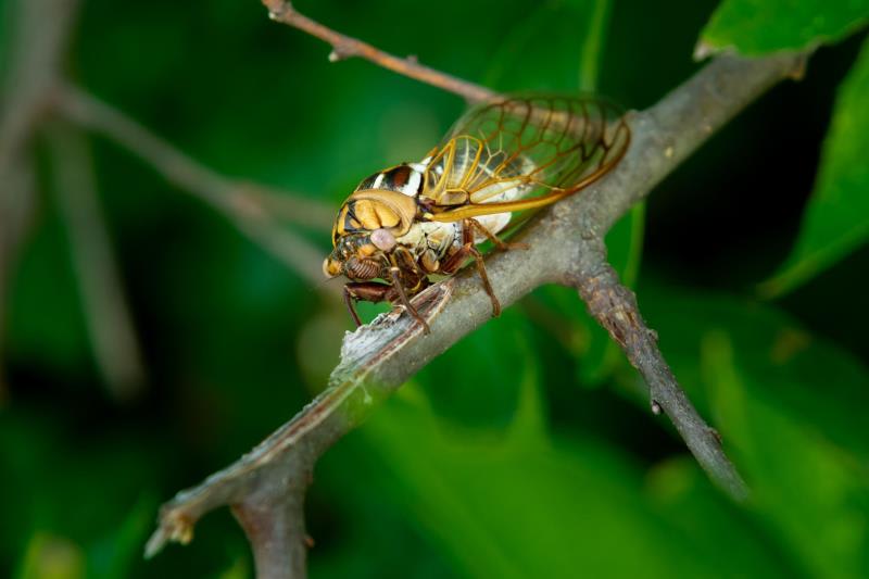 Brood XIV Is Back for the 2nd Time This Century