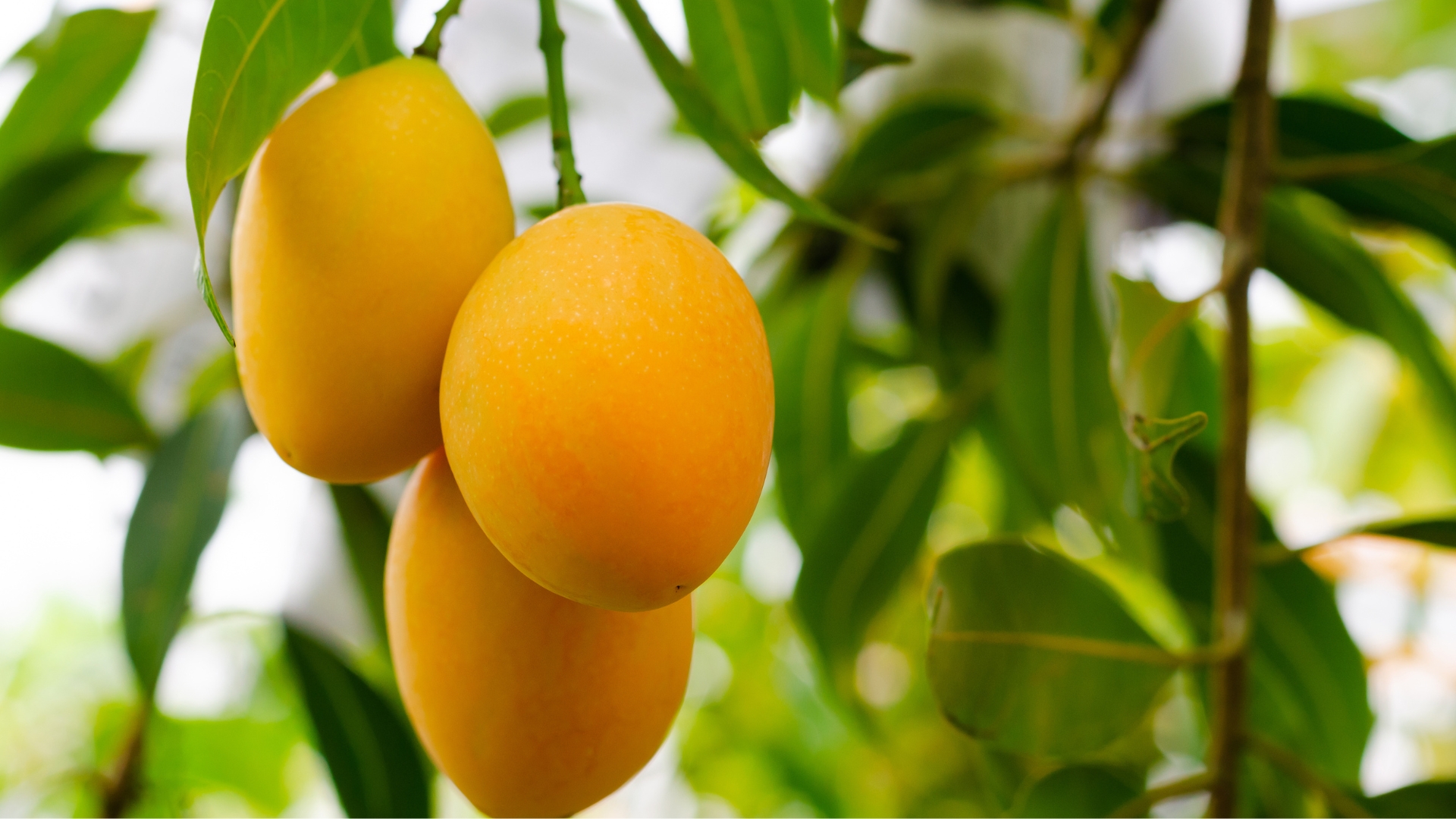 Expedition To Sierra Madre Del Sur : Where To Track North America’s ...