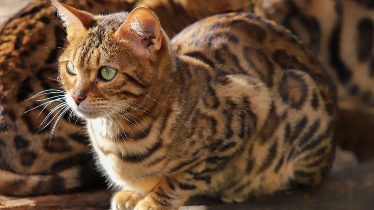 Do Bengal cats shed?