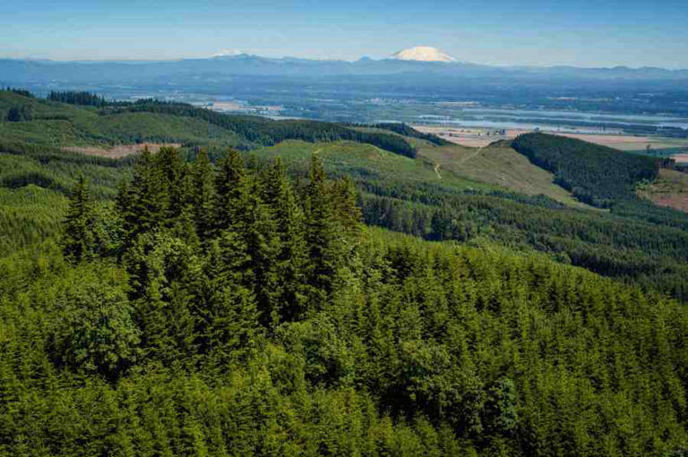 Federal rule protecting millions of acres of Oregon forests remains on ...