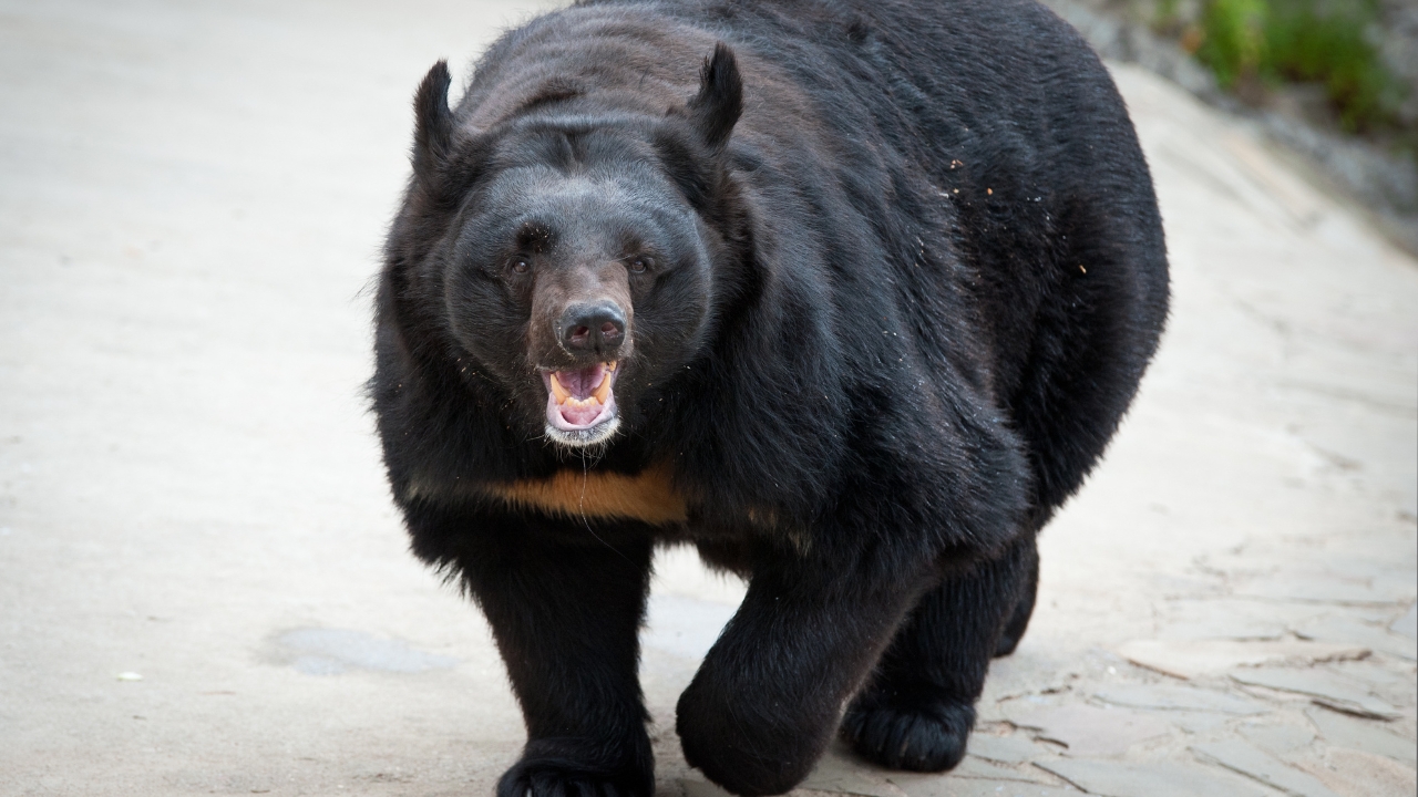 15 animals that’ll maul you before you draw your gun